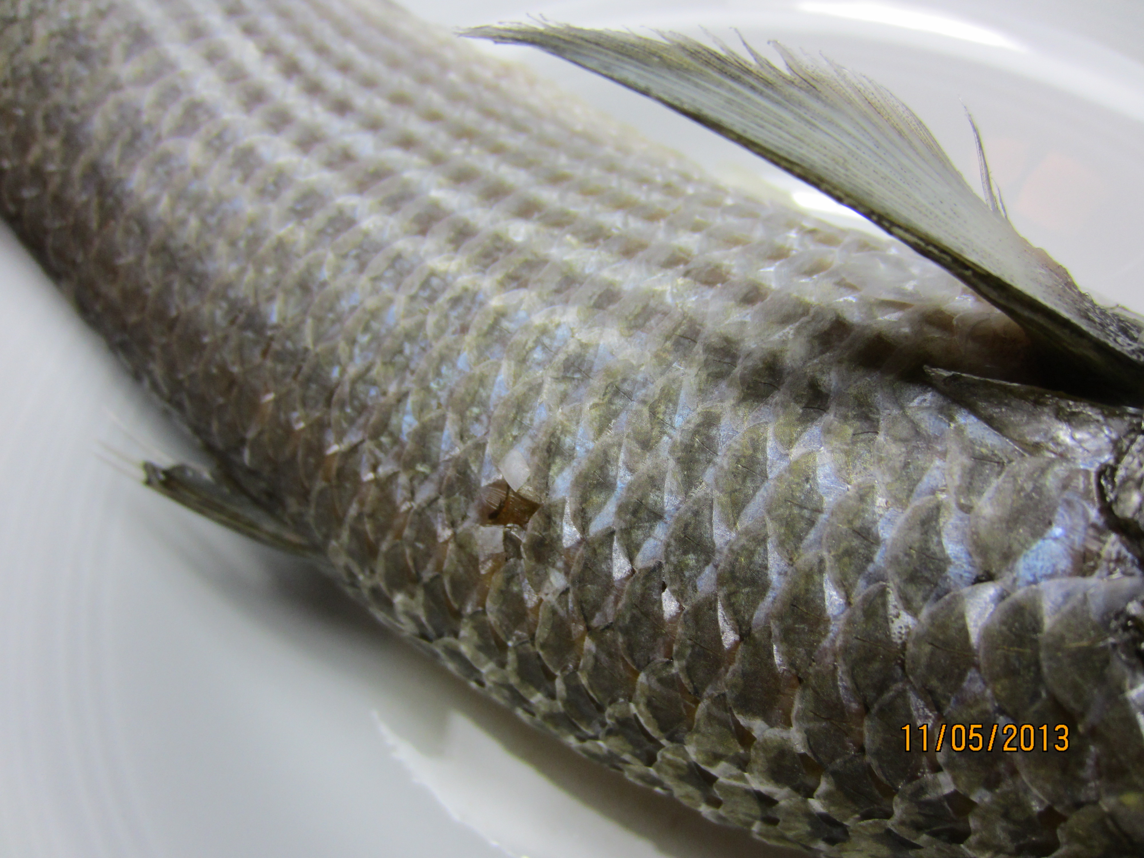 Find Singapore Property Sale & Rent ResidentAgent® - Steamed Grey Mullet™